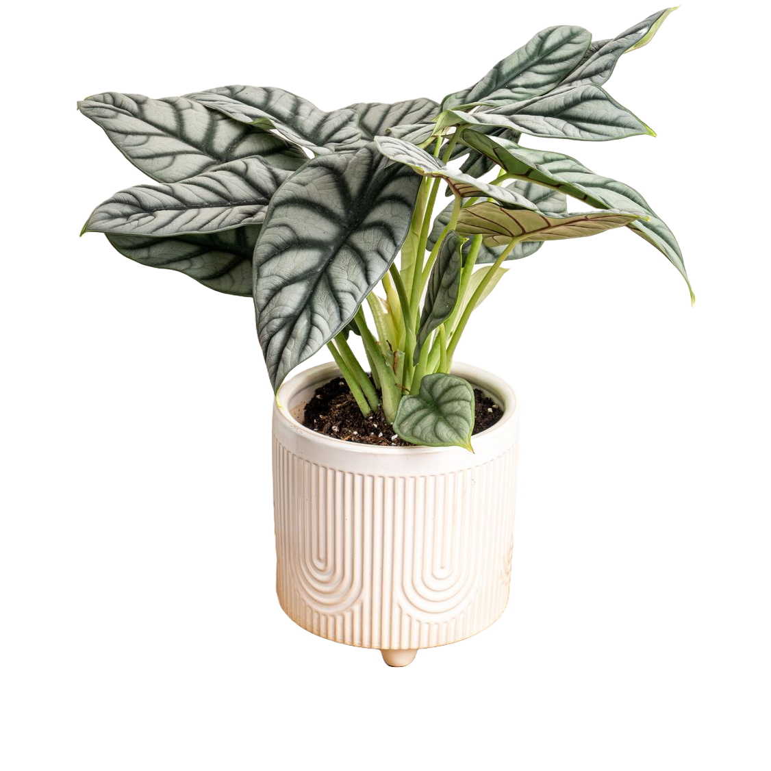 Alocasia Silver Dragon | THAI TISSUE